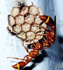 Wasps