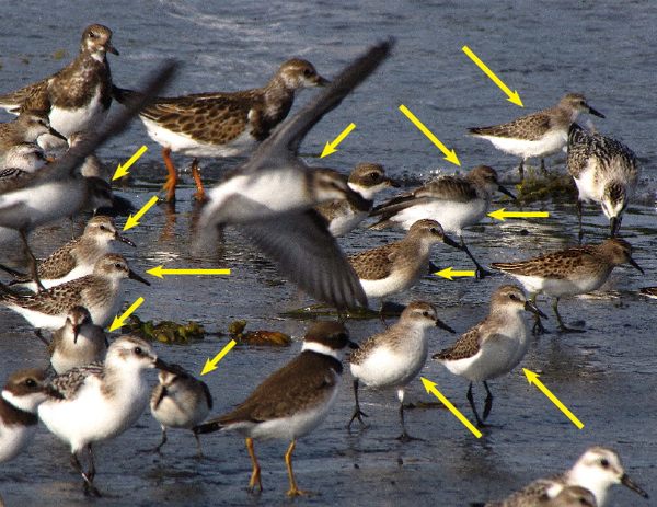 Semipalmated Sandpiper -- Fall Shorebirds of Seapoint