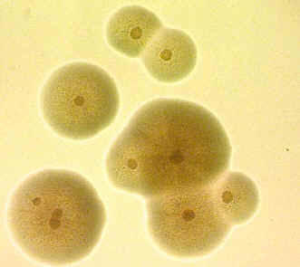 Album of 50 Pictures of Diseases