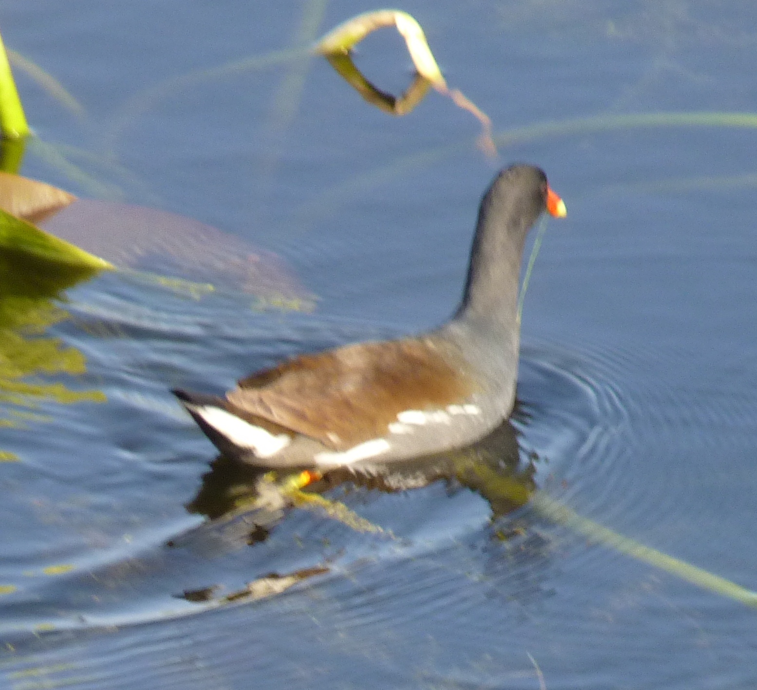 American Coot & Common Moorhen