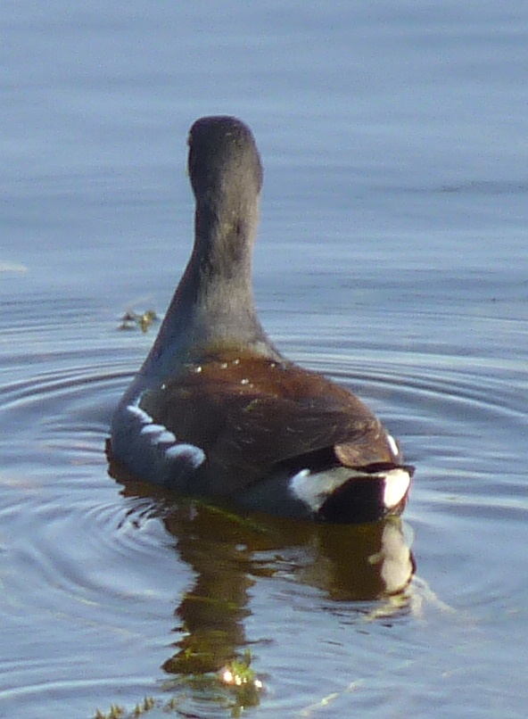 American Coot & Common Moorhen