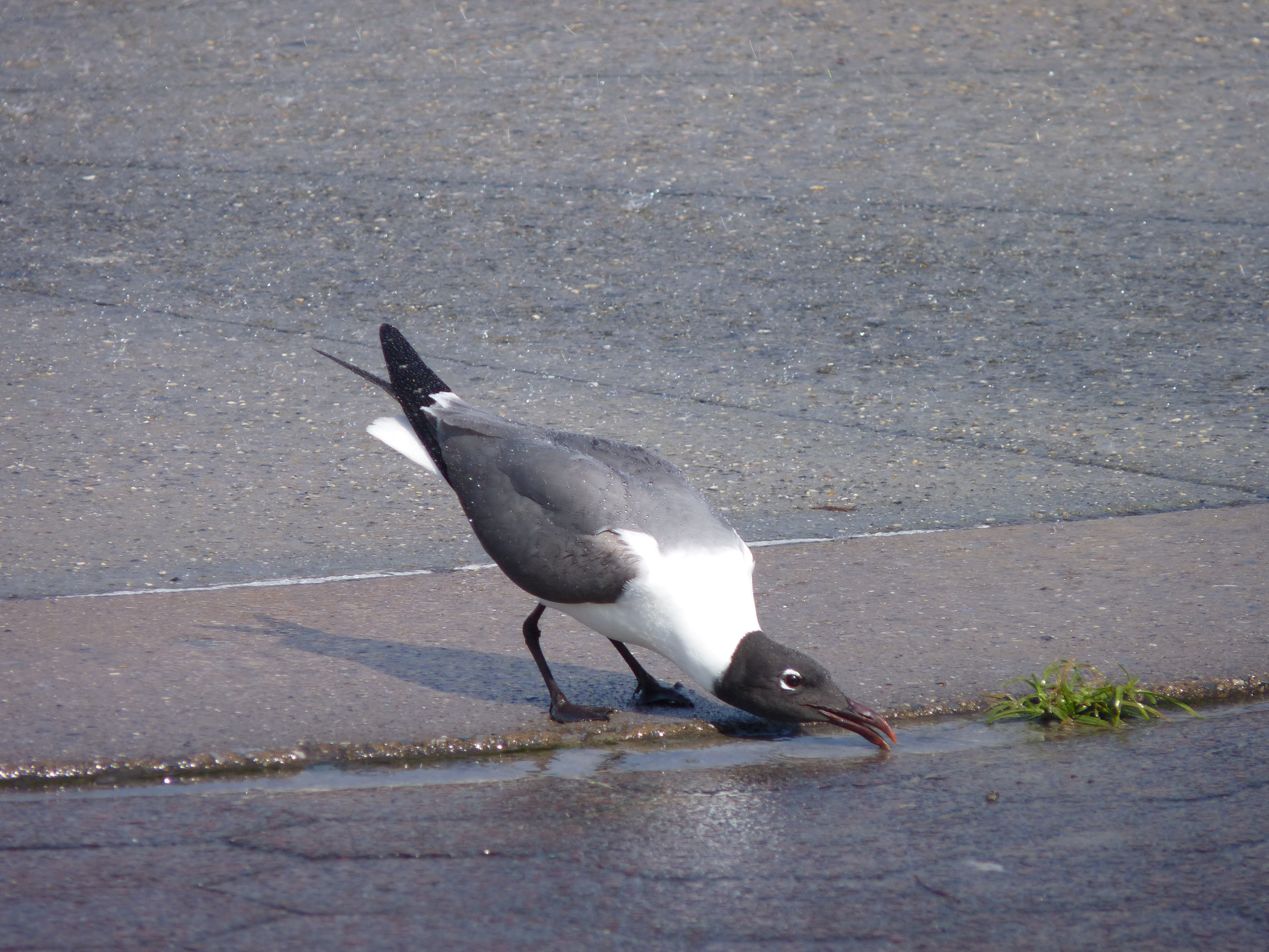 Tim's Bird List 2010