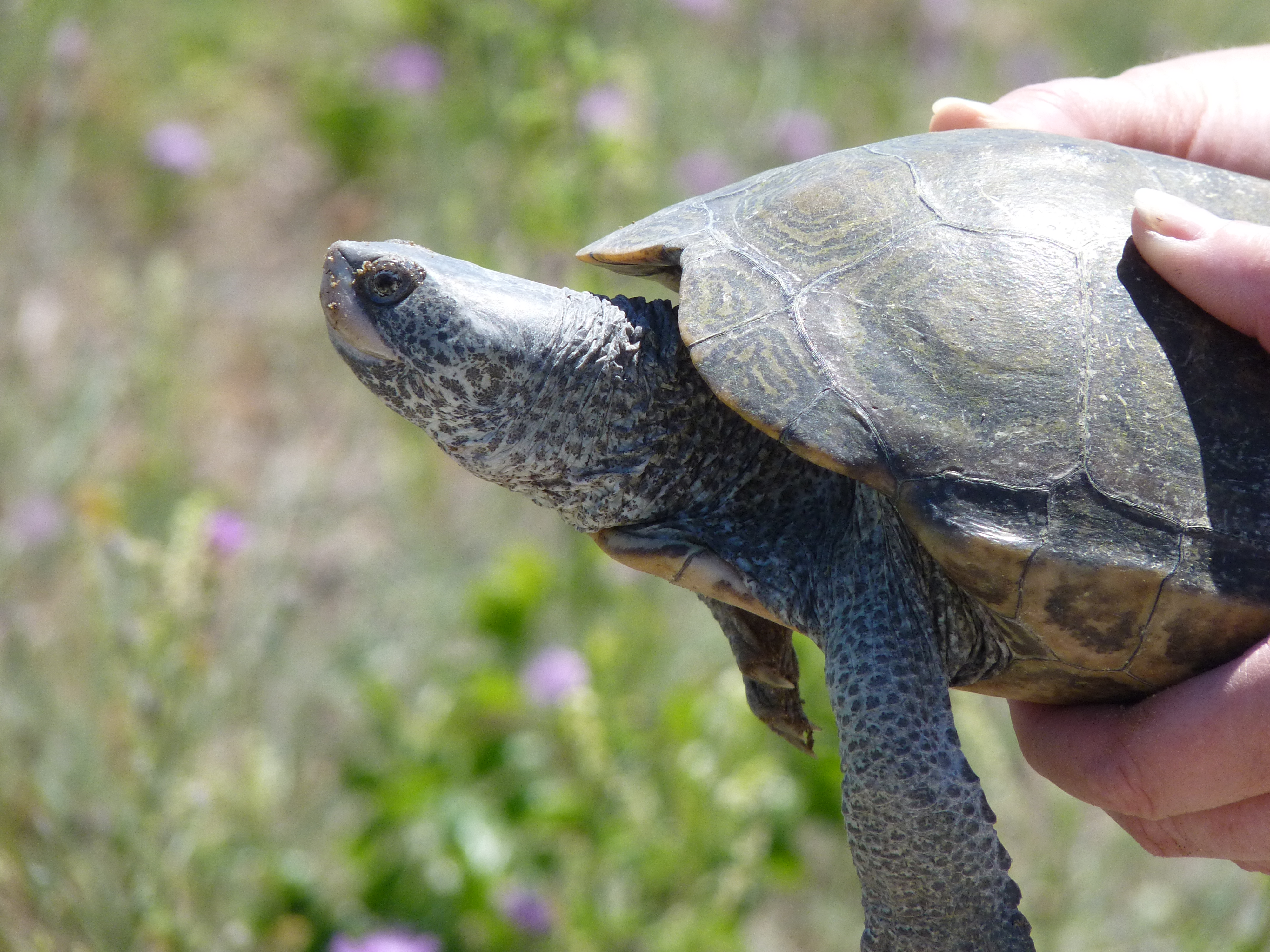 Diamondback terrapin